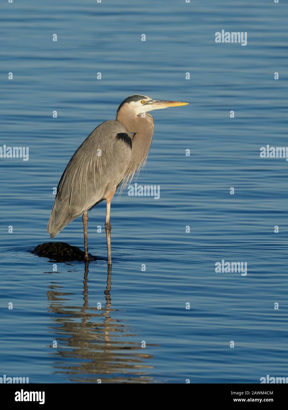 Great Blue Heron Ardea Herodias Single Bird In Water Baja California