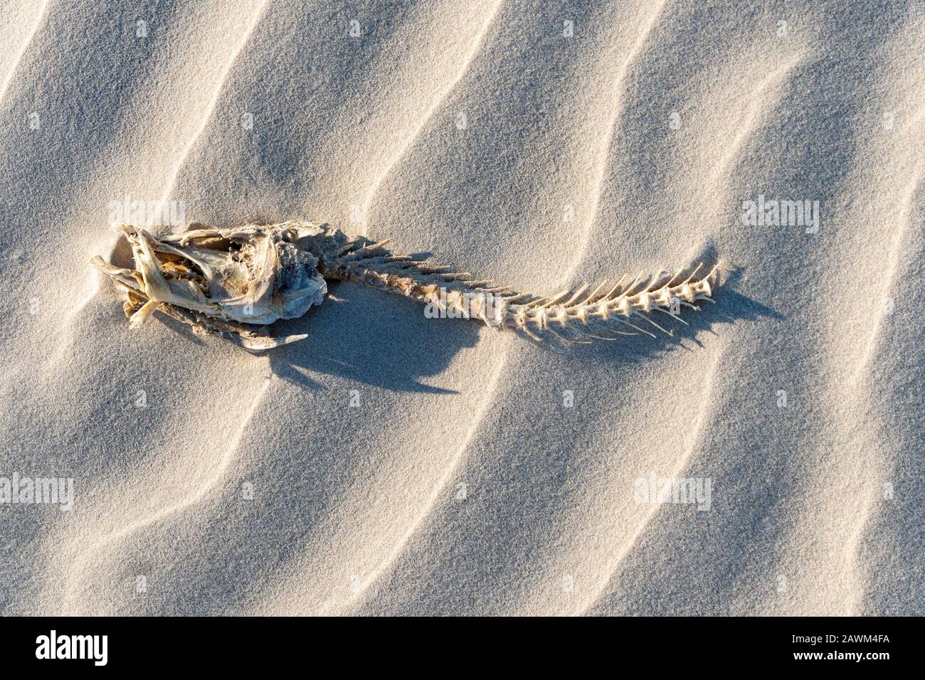 Fish Skeleton High Resolution Stock Photography and Images - Alamy