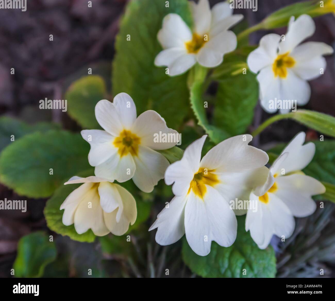 White primroses in sunlight hi-res stock photography and images - Alamy