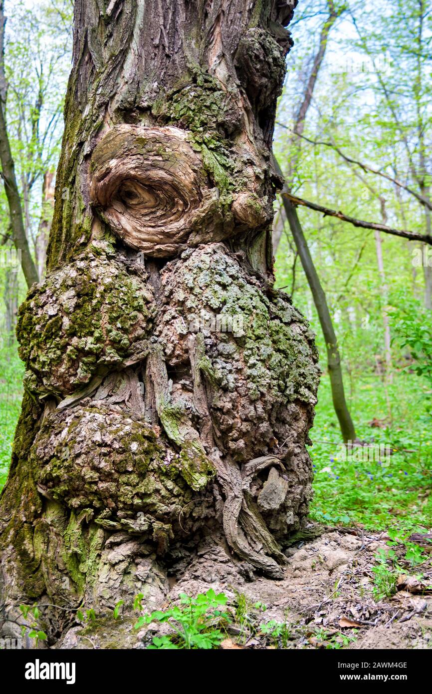 Bur oak tree hi-res stock photography and images - Alamy