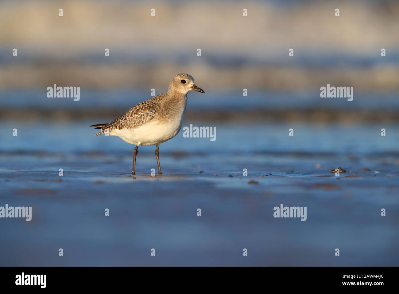 Winter/non-breeding plumage Grey or Black-bellied Plover (Pluvialis ...