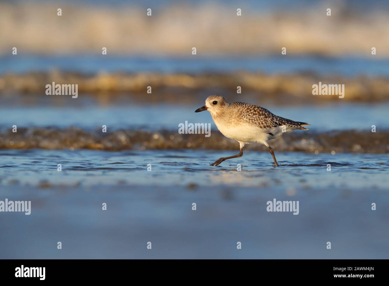 Winter/non-breeding plumage Grey or Black-bellied Plover (Pluvialis ...