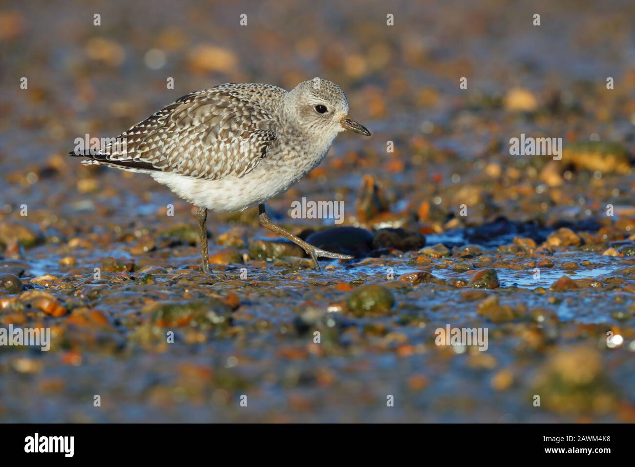 Winter/non-breeding plumage Grey or Black-bellied Plover (Pluvialis ...