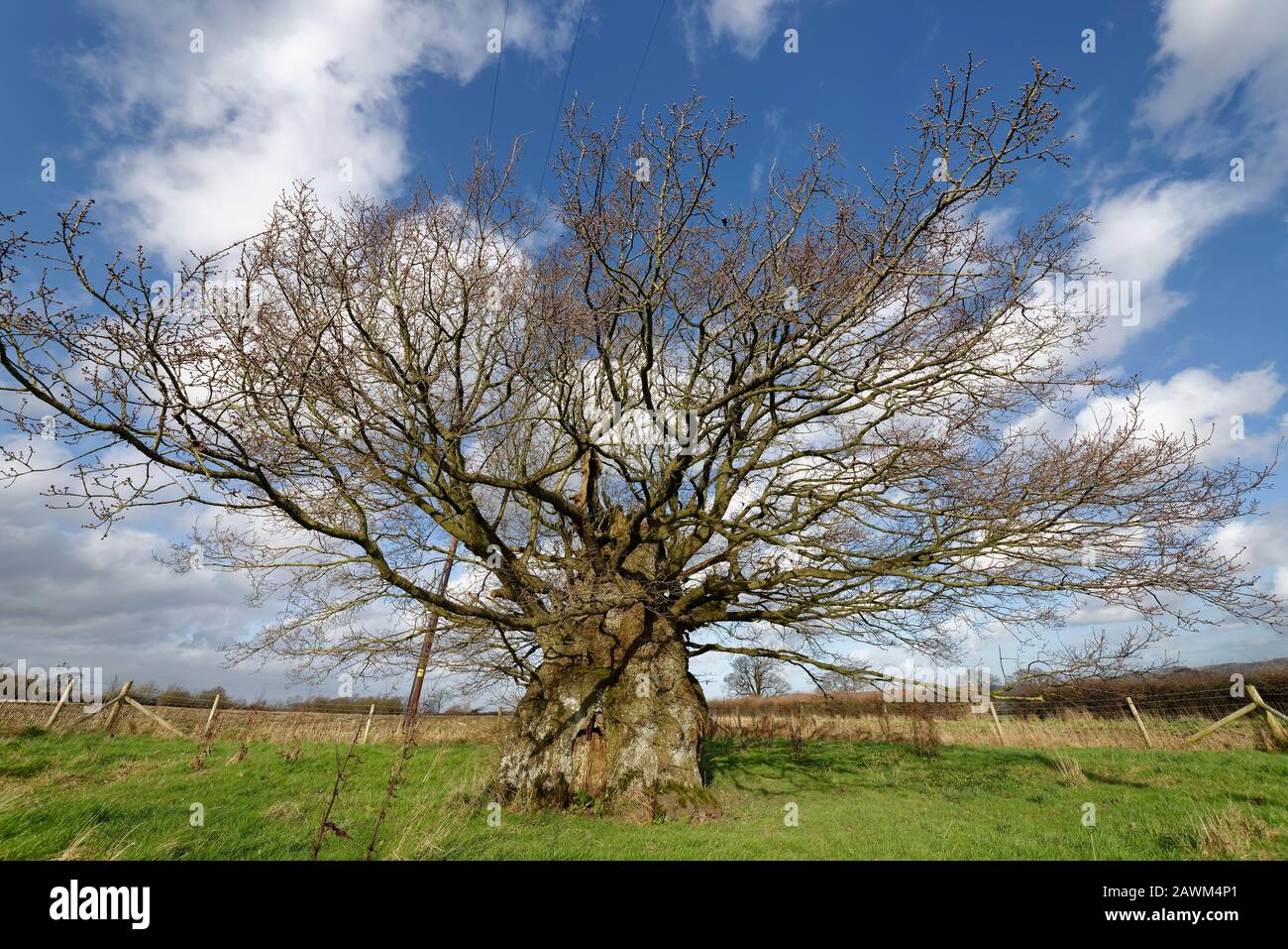 The Old Electric Oak, Wickwar. Thought to be 800 years old Pedunculate ...