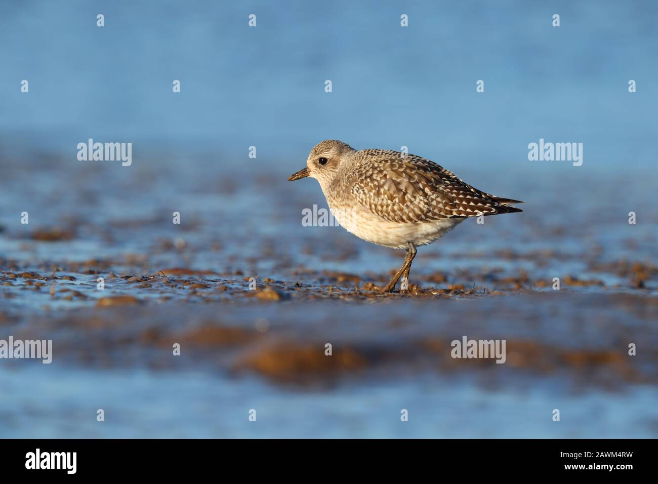 Winter/non-breeding plumage Grey or Black-bellied Plover (Pluvialis ...