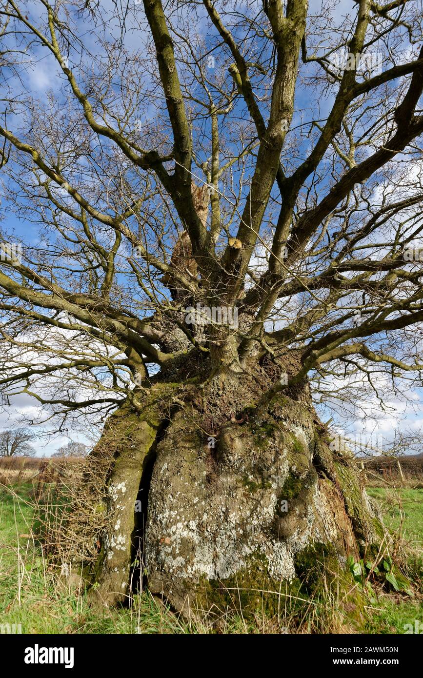 Ancient old english oak tree hi-res stock photography and images - Alamy