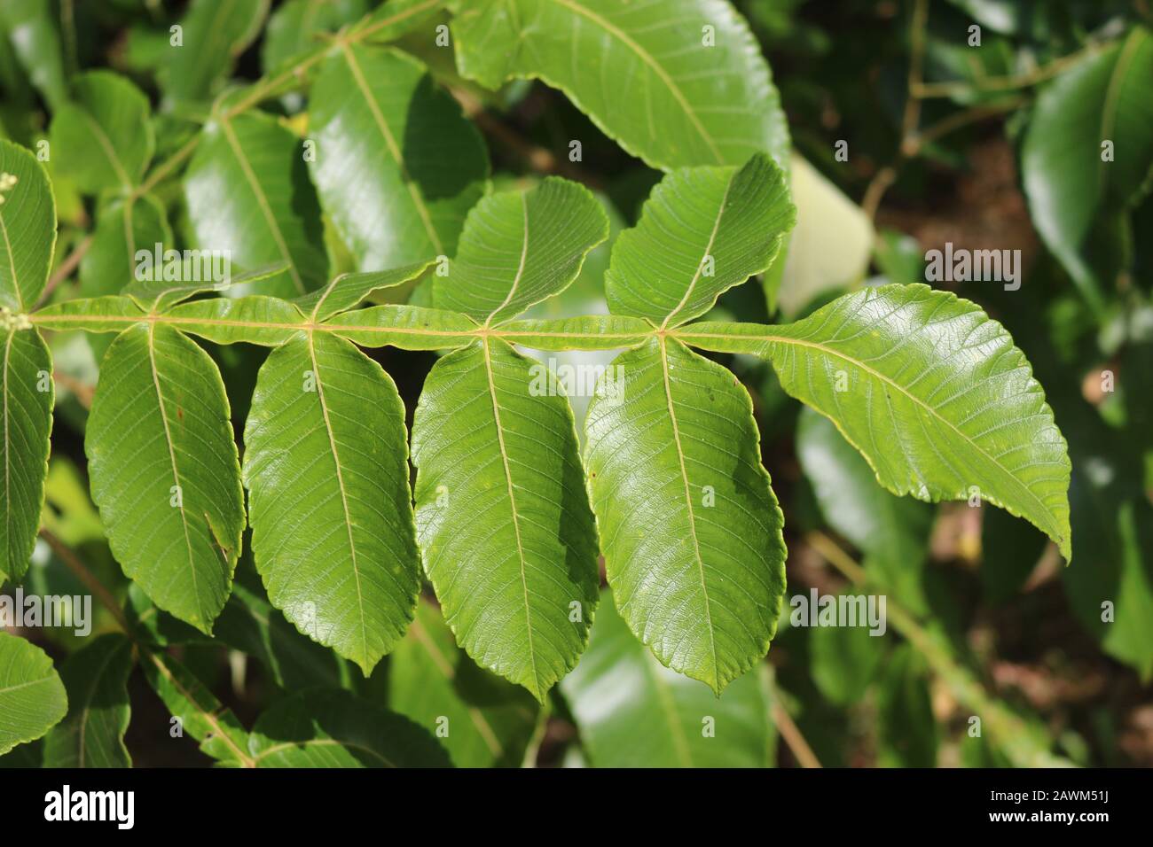 Chinese sumac tree, also known as the nutgall tree, Rhus chinensis ...