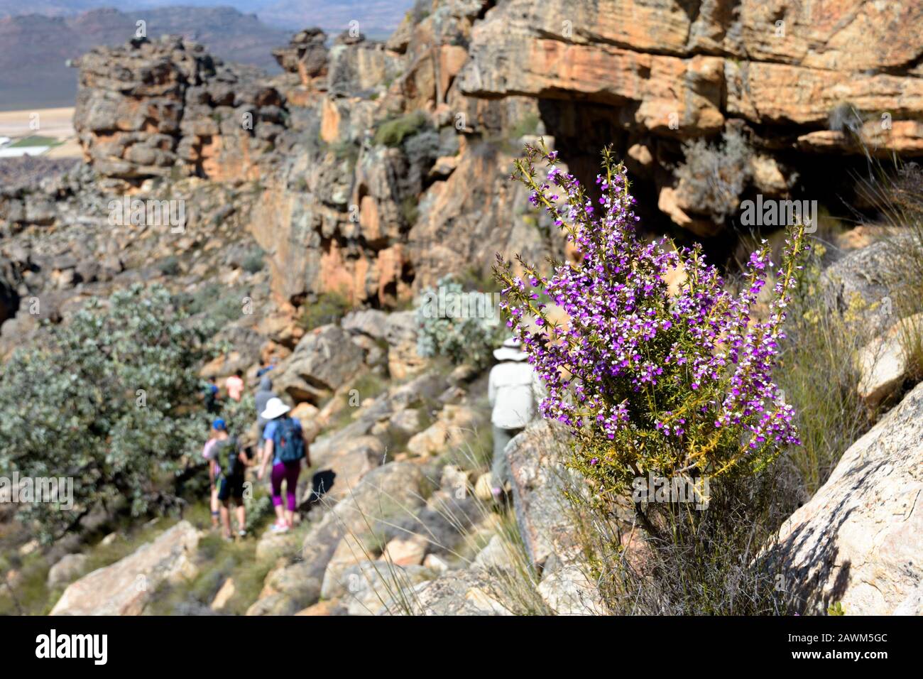 Wild flowers and hikers in the Cederberg Stock Photo - Alamy