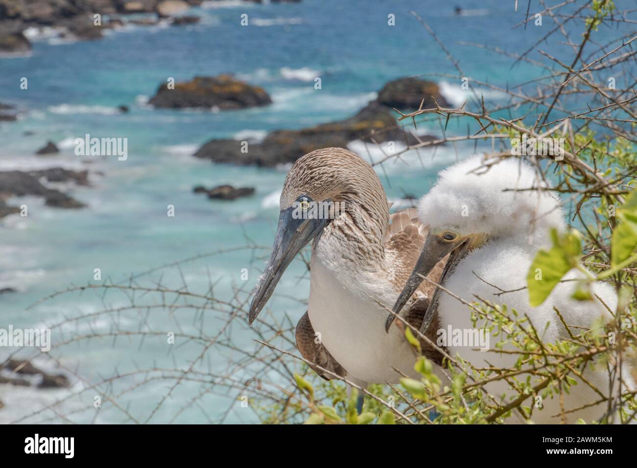 Blue Footed Booby Stock Photo - Alamy