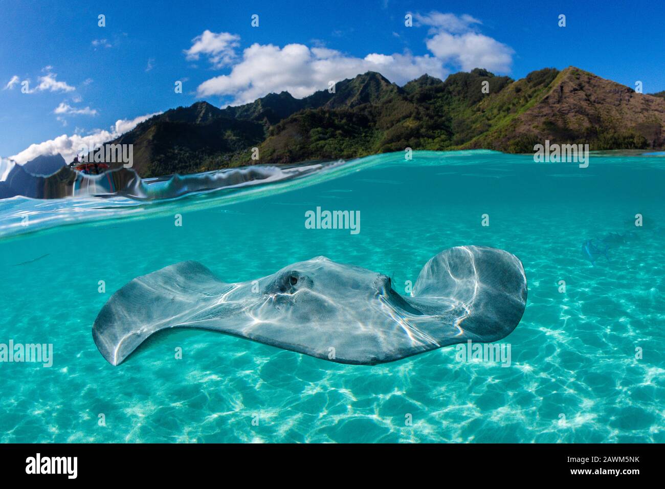 Pink Whipray in Lagoon, Pateobatis fai, Moorea, French Polynesia Stock ...