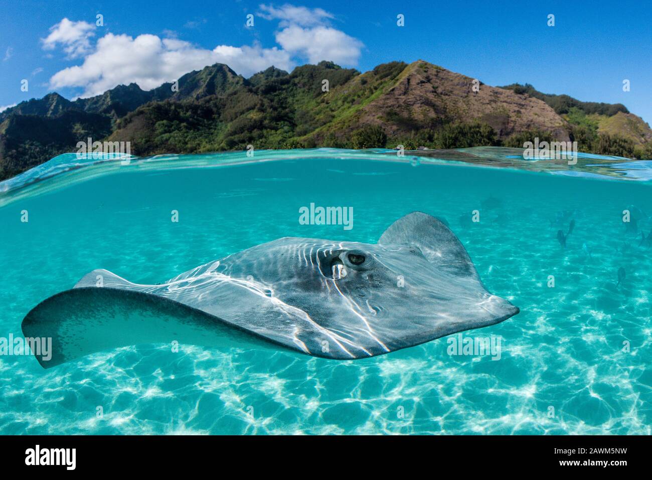Pink Whipray in Lagoon, Pateobatis fai, Moorea, French Polynesia Stock ...