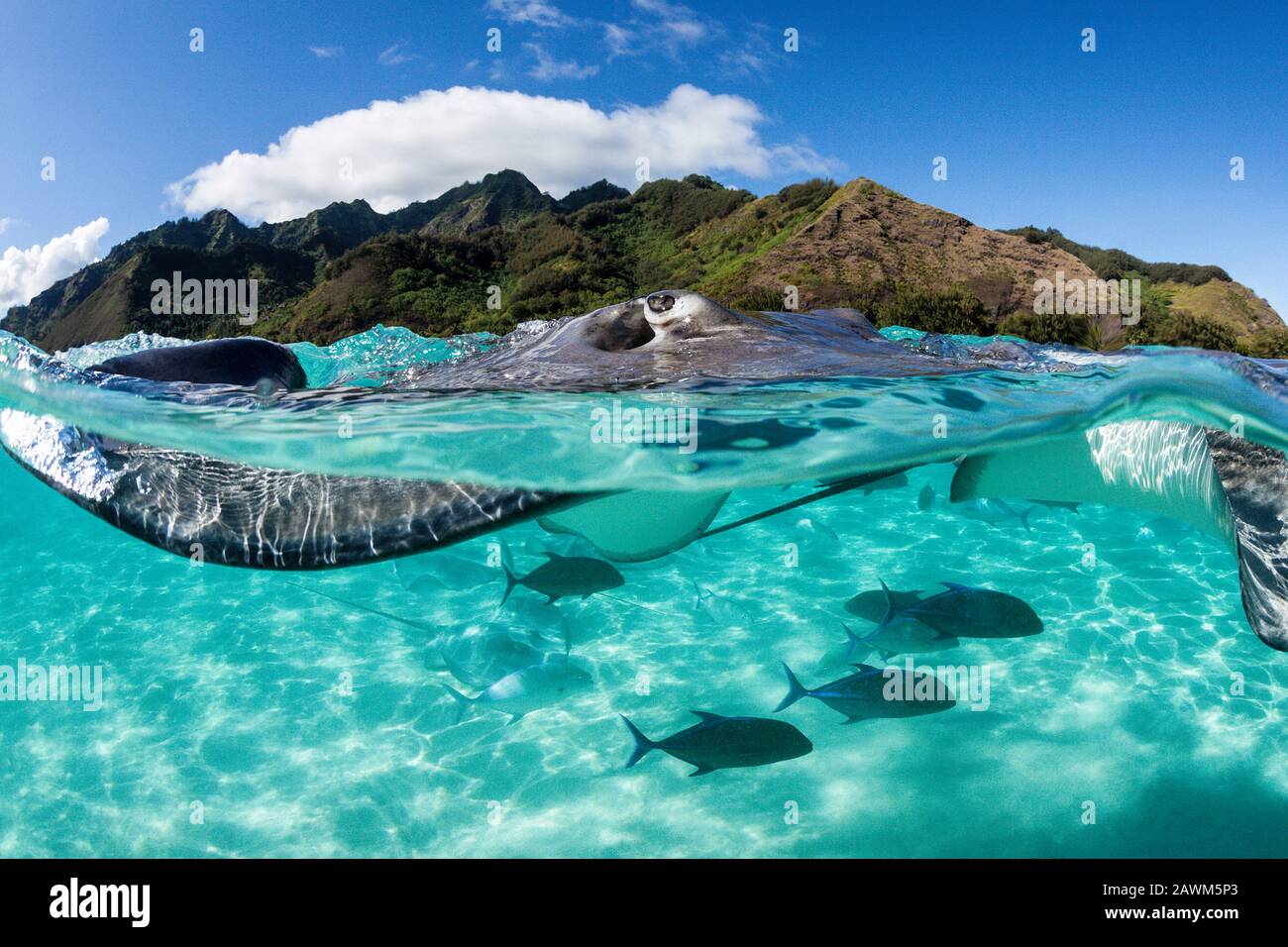 Pink Whipray in Lagoon, Pateobatis fai, Moorea, French Polynesia Stock ...