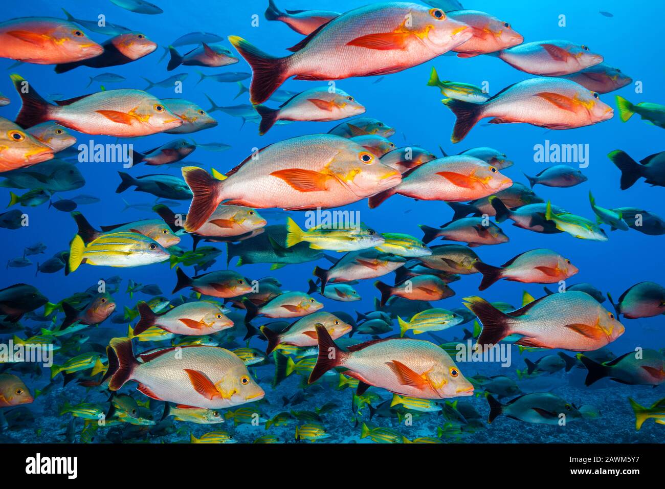 Humpback Snapper and Bluestripe Snapper, Lutjanus gibbus, Lutjanus ...