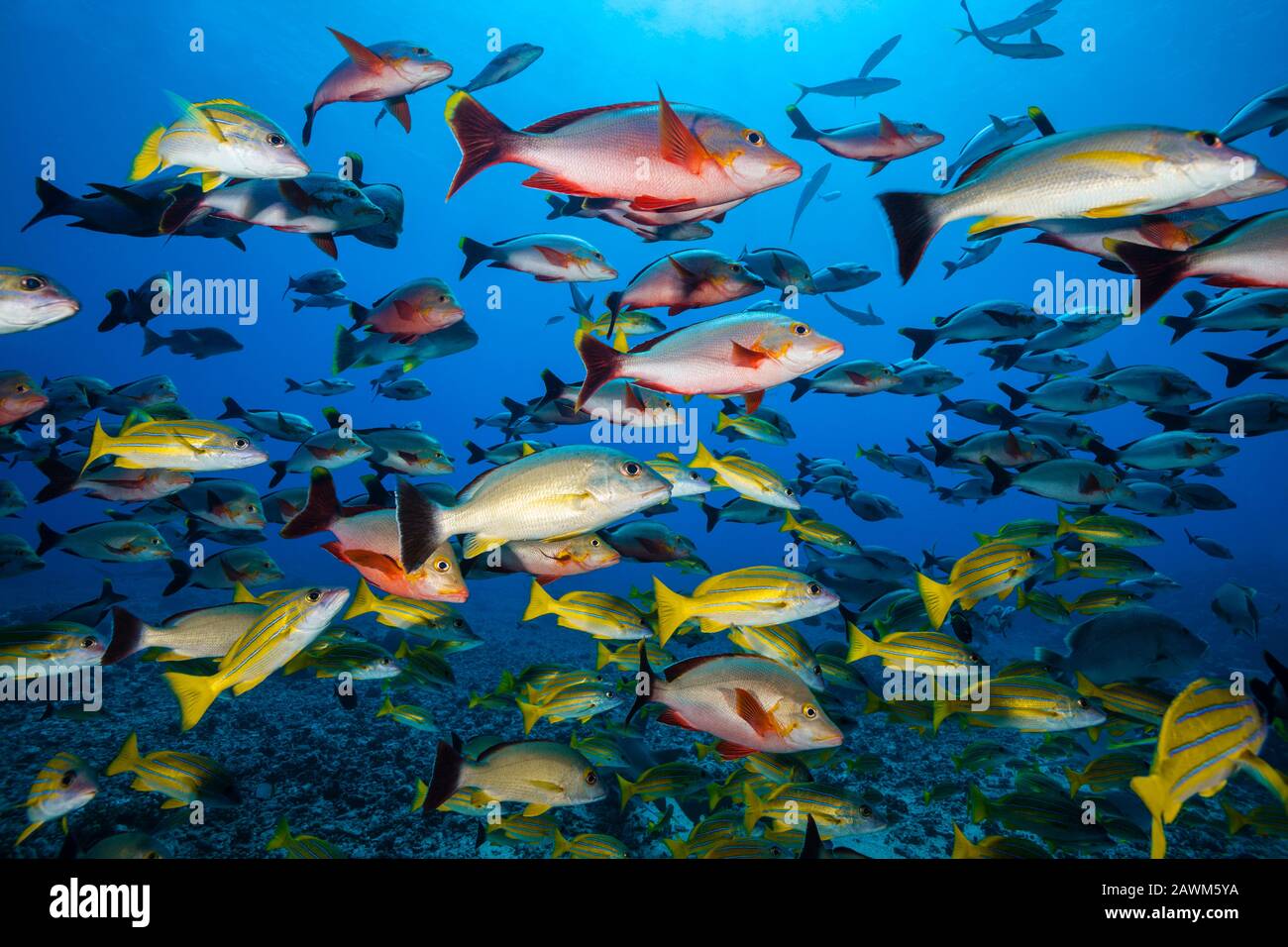 Humpback Snapper and Bluestripe Snapper, Lutjanus gibbus, Lutjanus ...