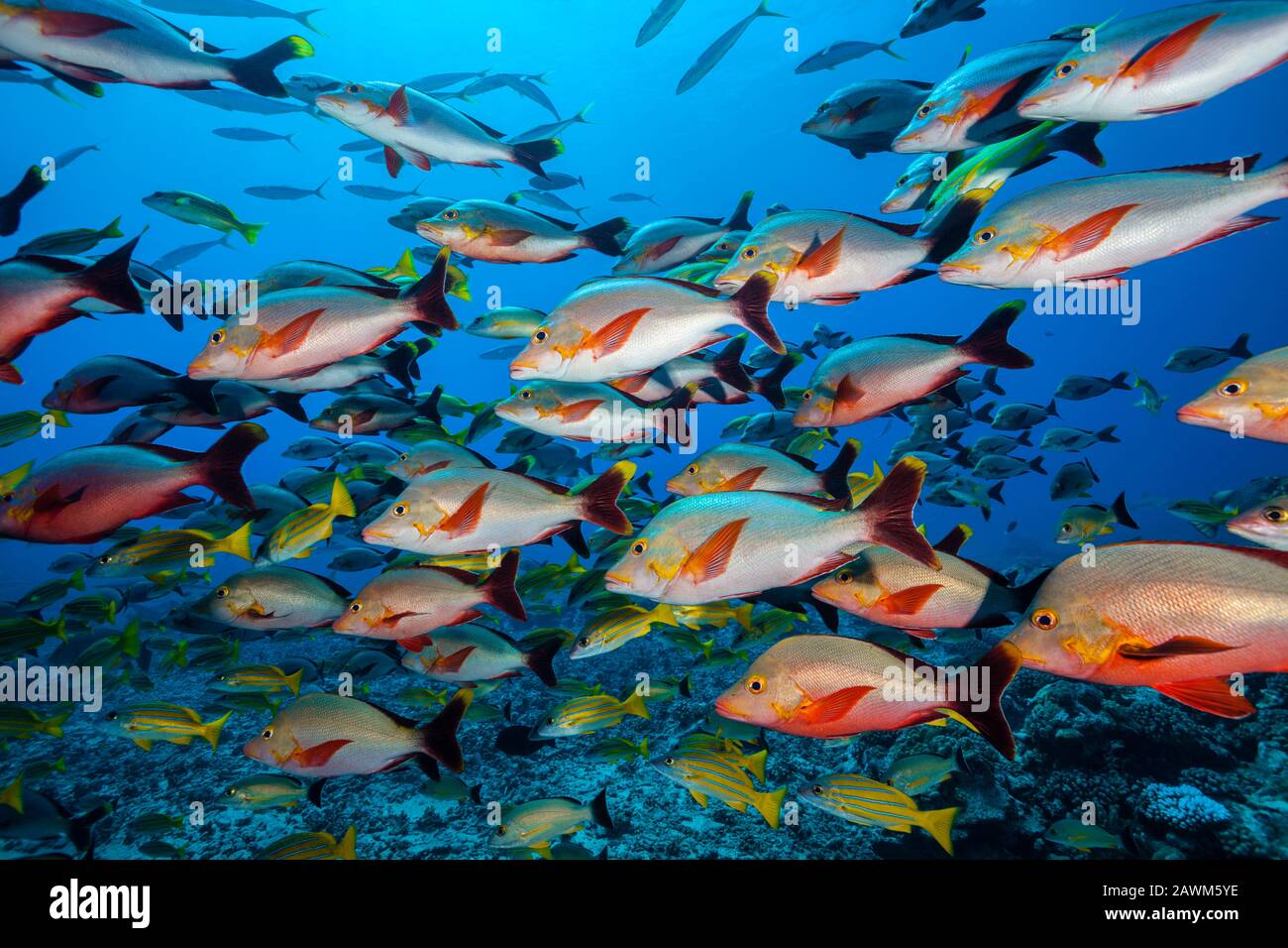 Humpback Snapper and Bluestripe Snapper, Lutjanus gibbus, Lutjanus ...