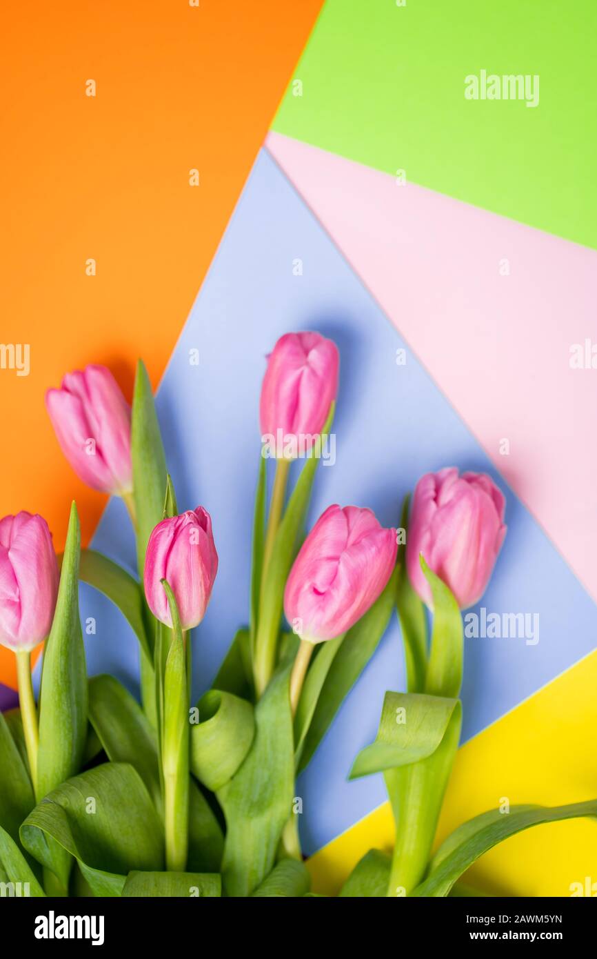 Spring flower pink tulips Stock Photo - Alamy