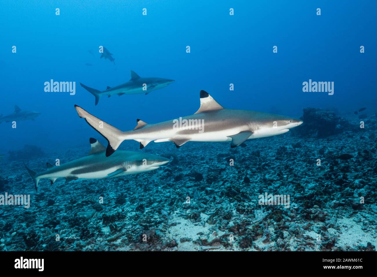 Black Tipped Reef Sharks In Tahiti