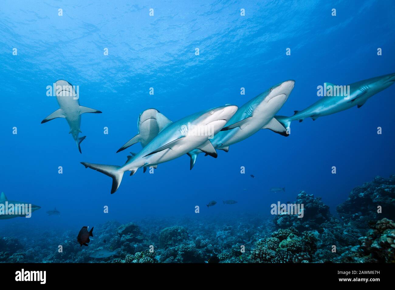 Grey reef shark polynesia hi-res stock photography and images - Alamy