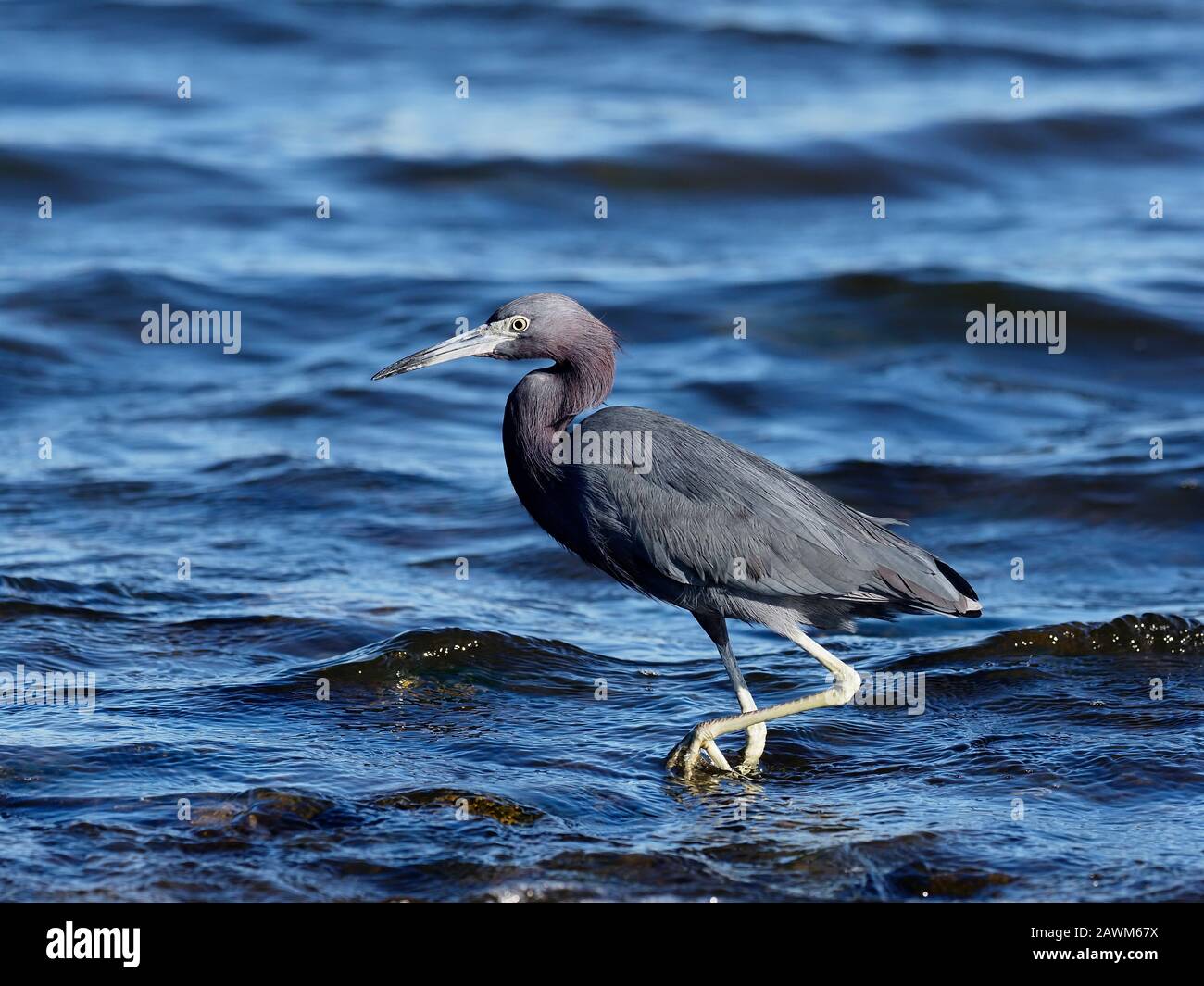 Little-blue heron, Egretta caerulea, Single bird in water, Baja ...