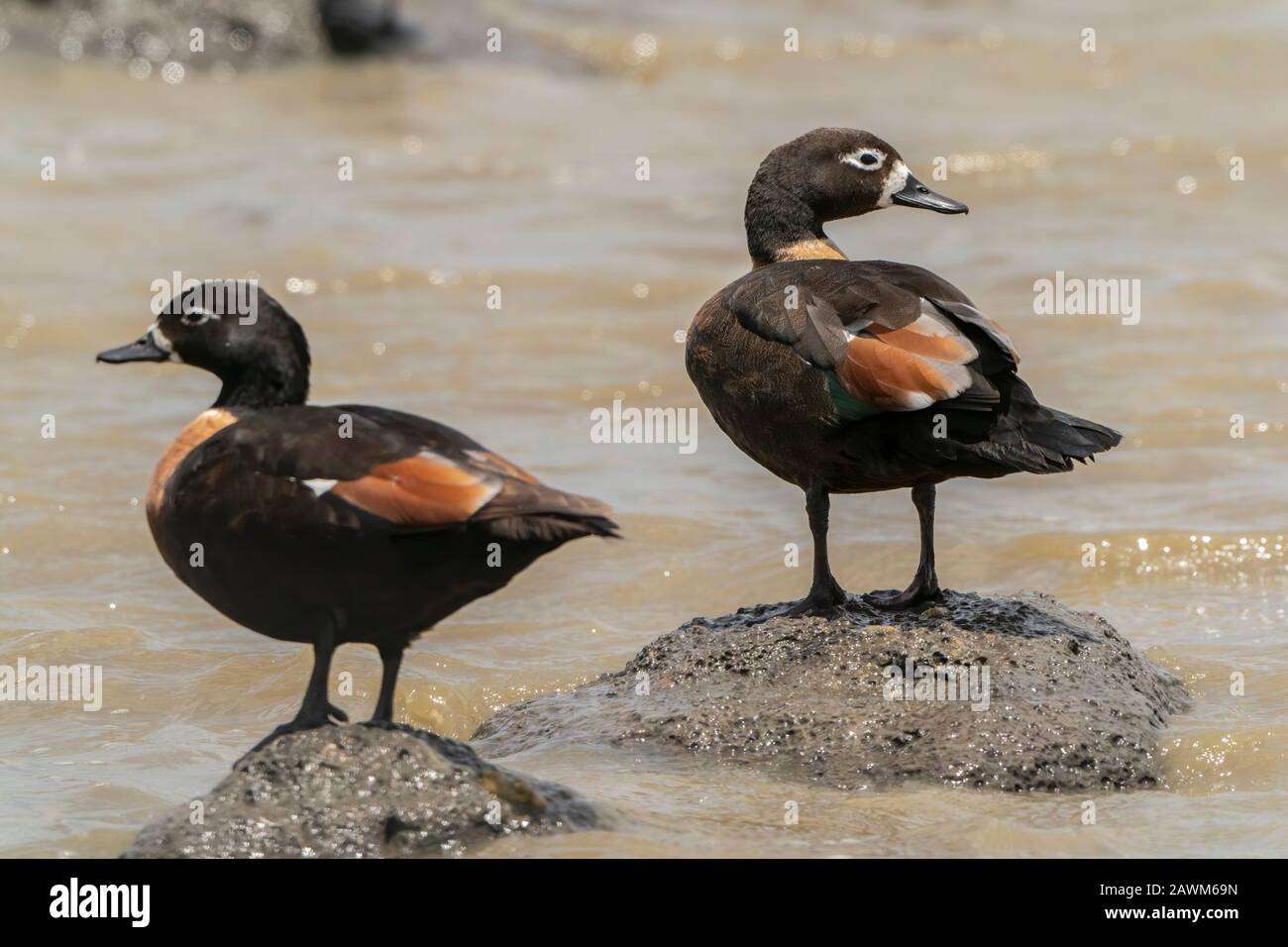Australian shelduck hi-res stock photography and images - Alamy
