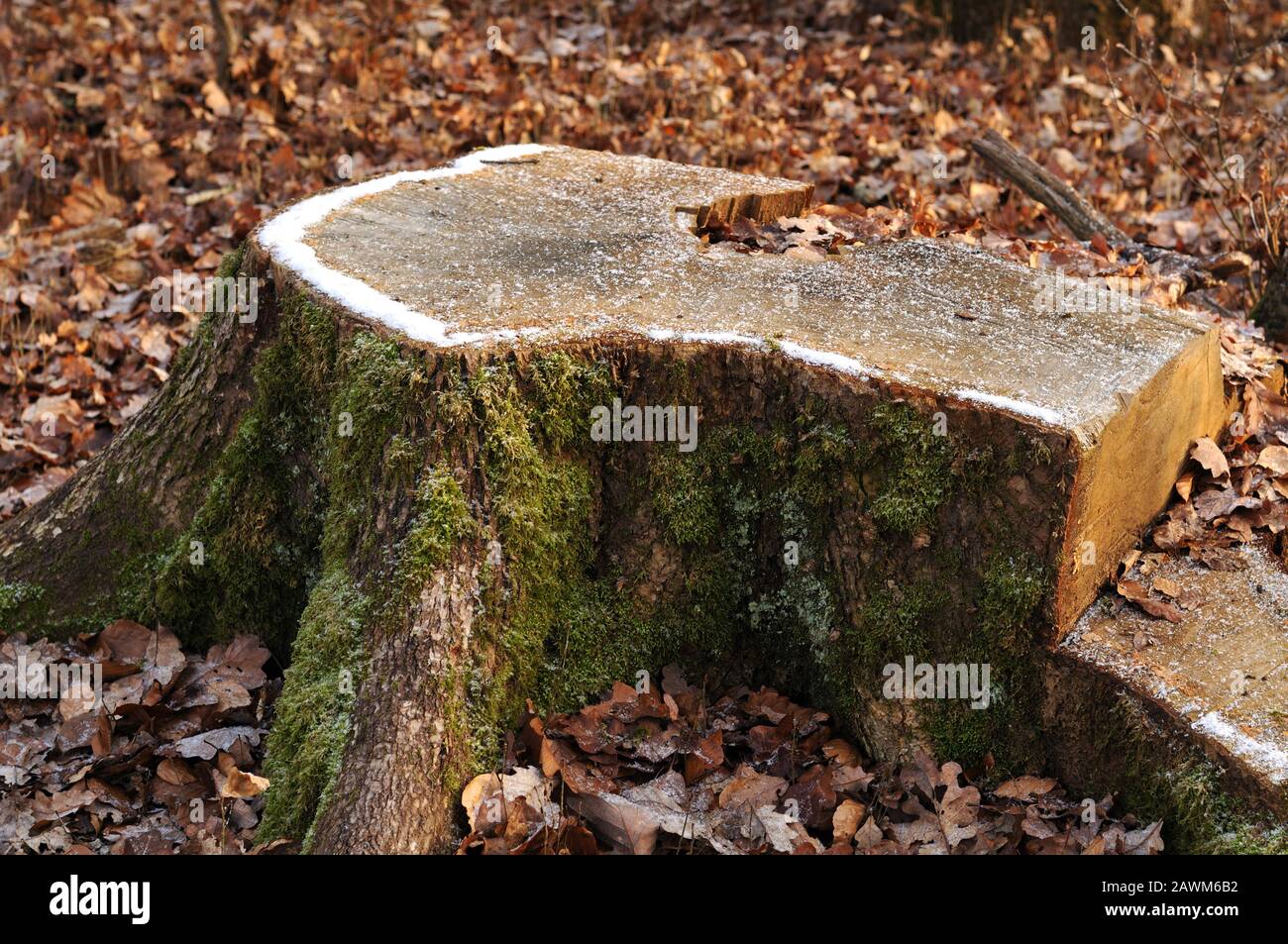 thin snow layer on a tree strump grown with moss in deciduous forest in ...