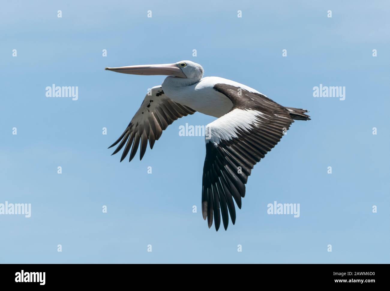 Australian Pelican (Pelecanus conspicillatus), adult flying along coast ...