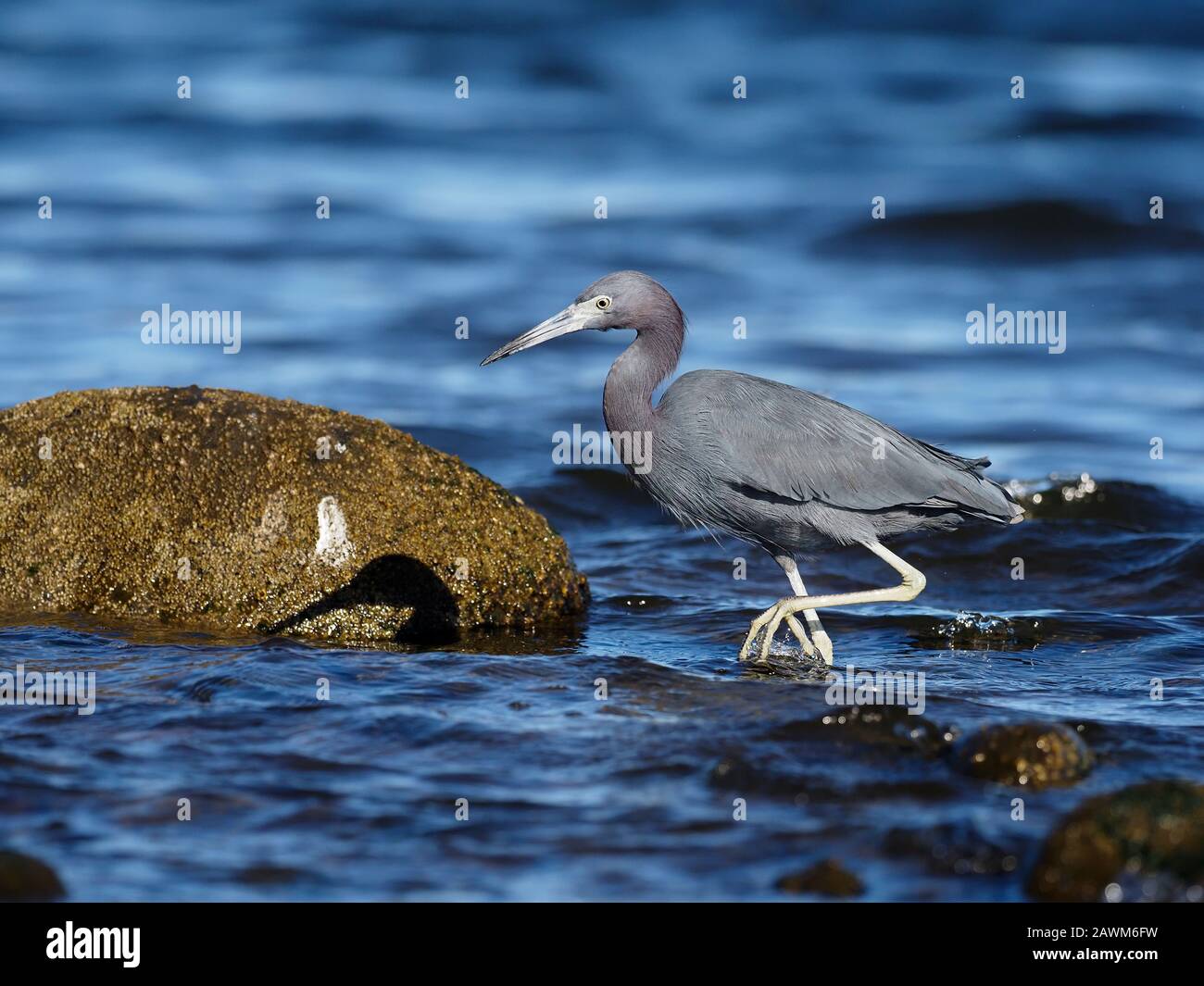 Little-blue heron, Egretta caerulea, Single bird in water, Baja ...