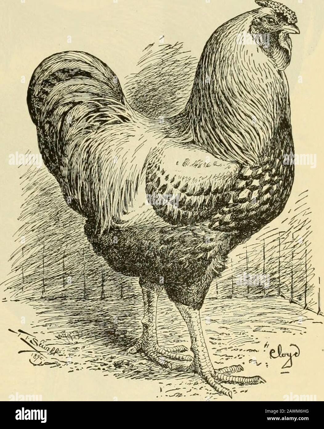 Standard - bred wyandottes, silver laced, golden laced, white, buff ...