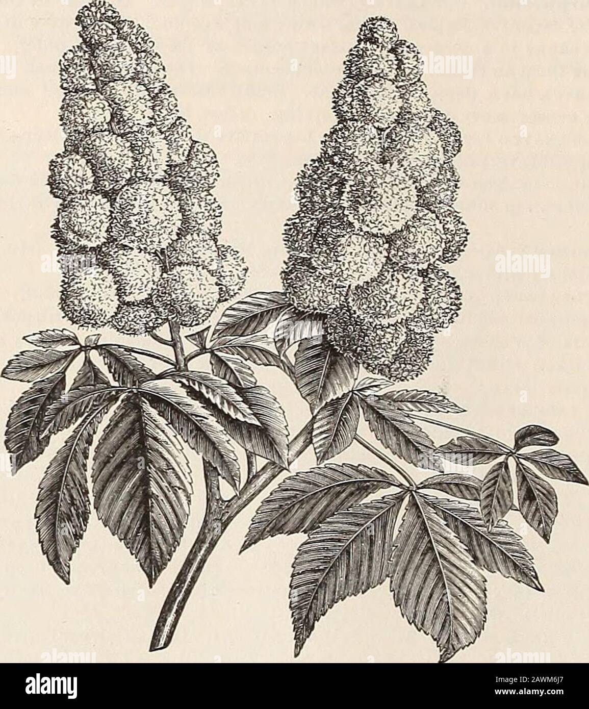 Dwarf horse chestnut tree hi-res stock photography and images - Alamy