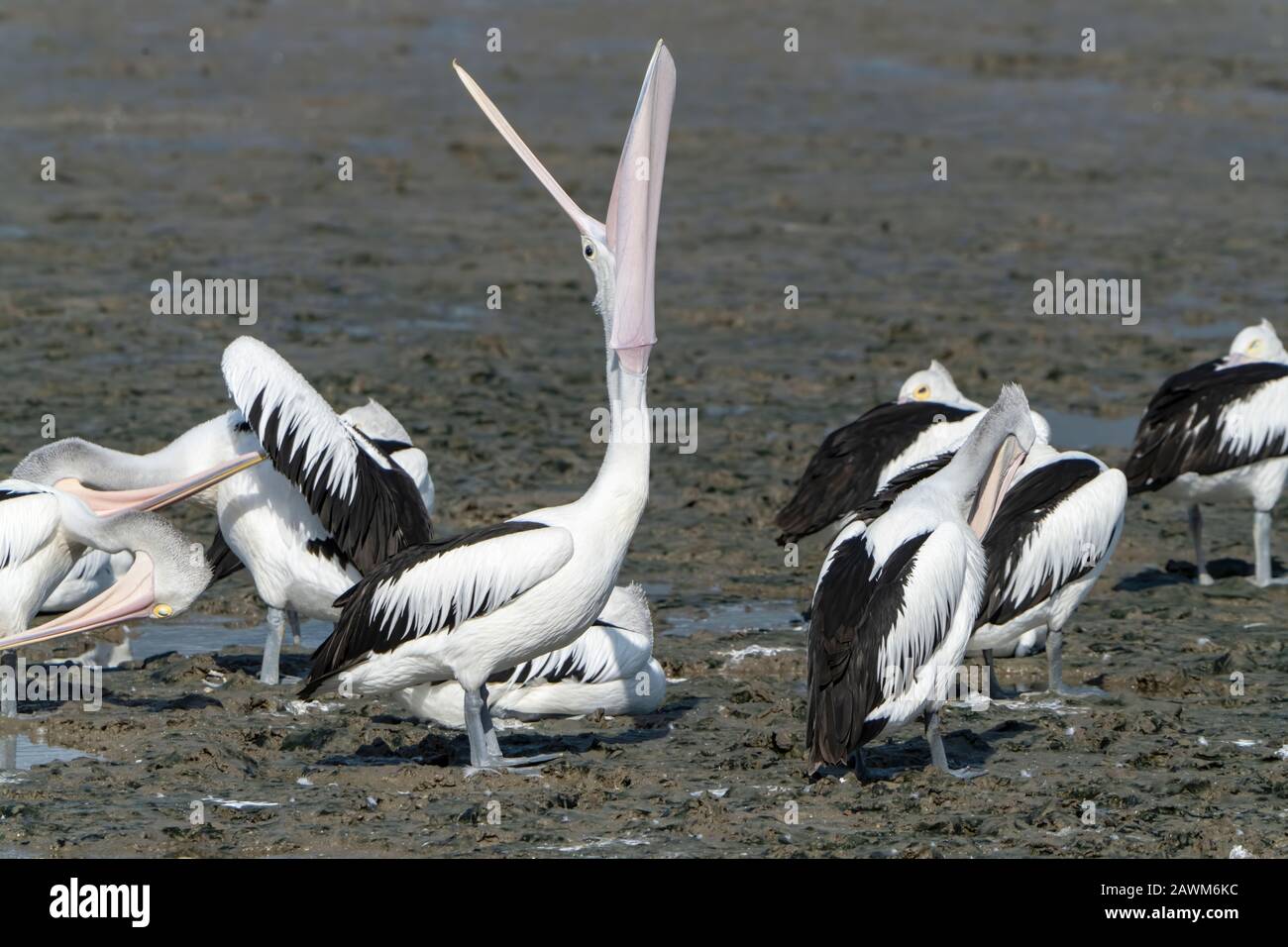 Australian Pelican (Pelecanus conspicillatus), adult with bill open ...