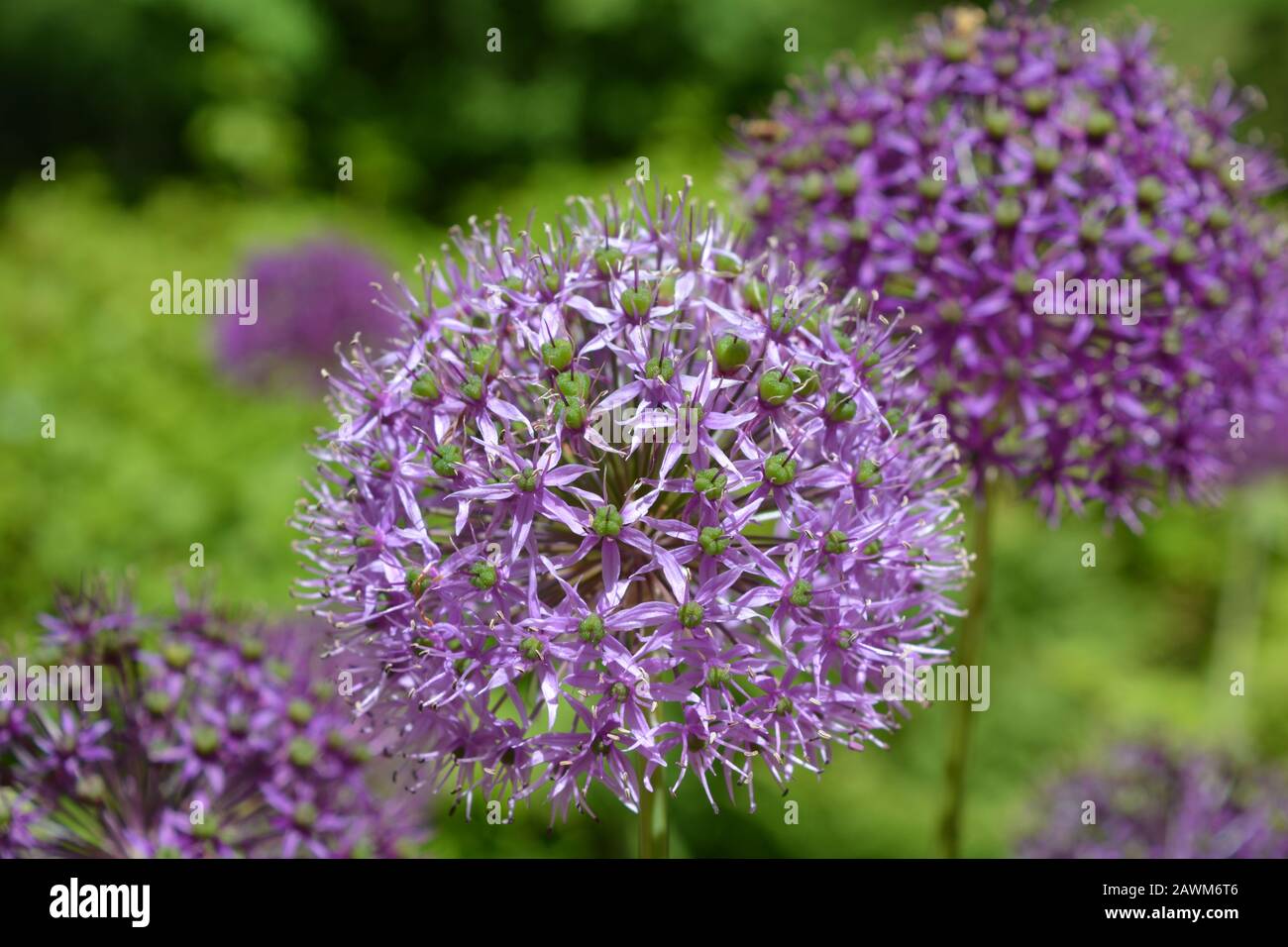 Growing spring onion purple hi-res stock photography and images - Alamy