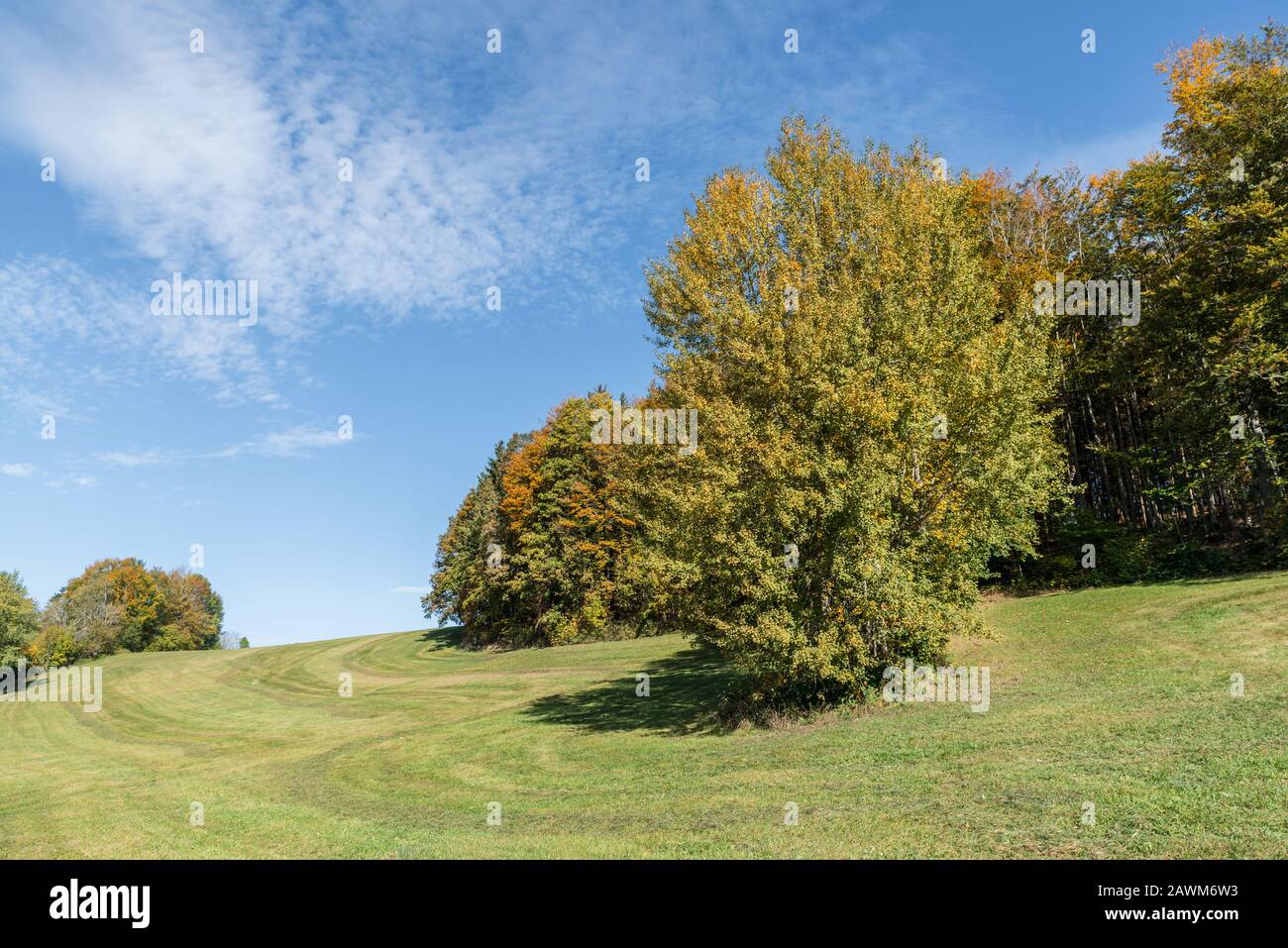 Trees and meadows in the Bavarian Forest, Germany Stock Photo - Alamy