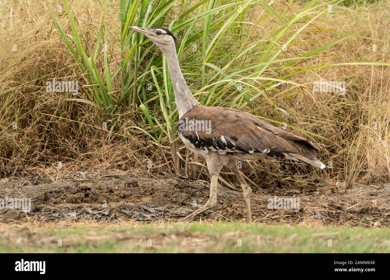 Australian bustard (Ardeotis australis) adult walking on short ...