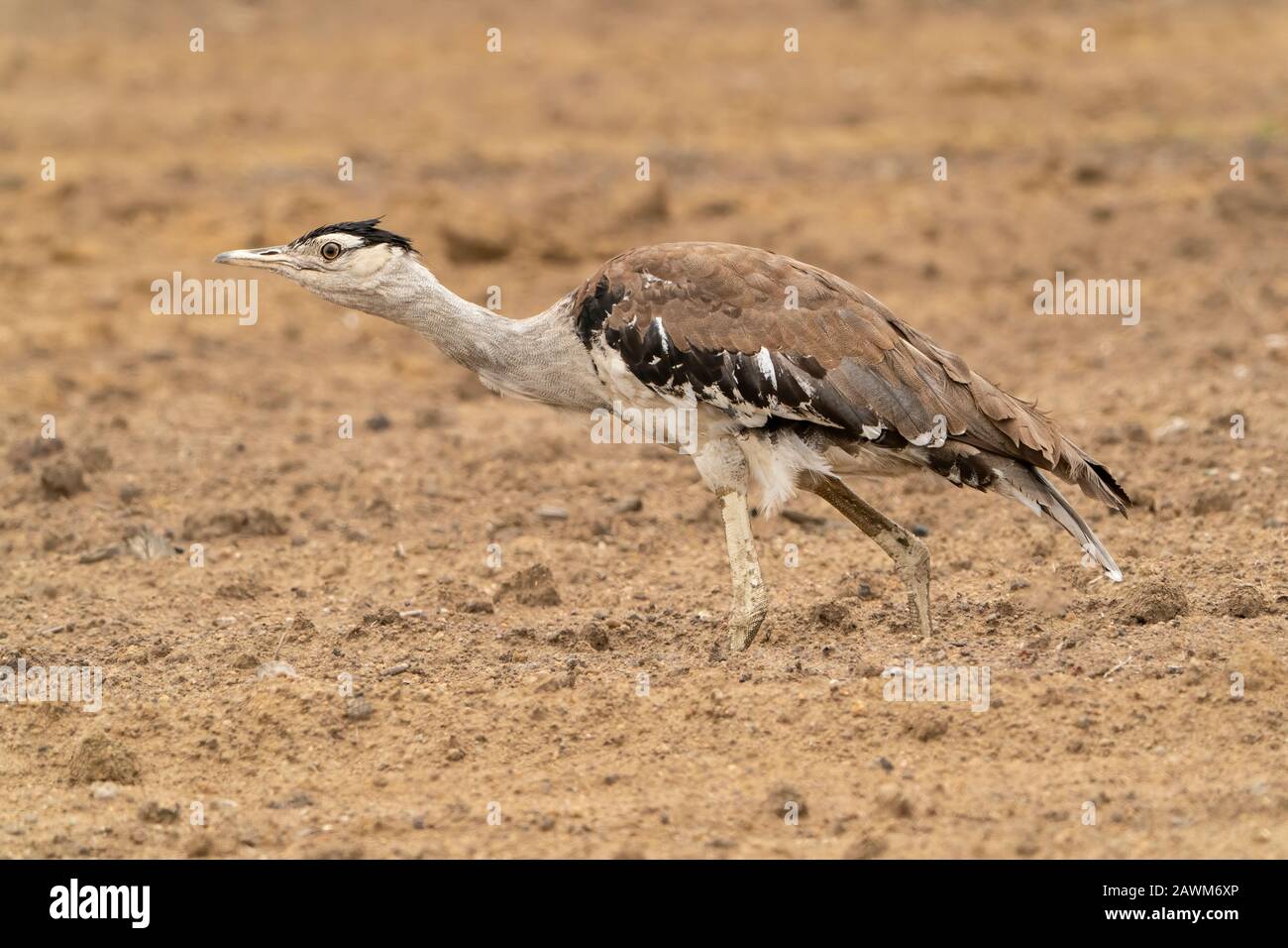 Australian bustard (Ardeotis australis) adult walking on short ...