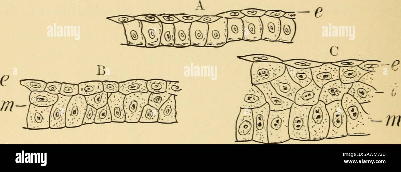 A system of obstetrics . forward or pre-axial side (Fig. 73), as are ...
