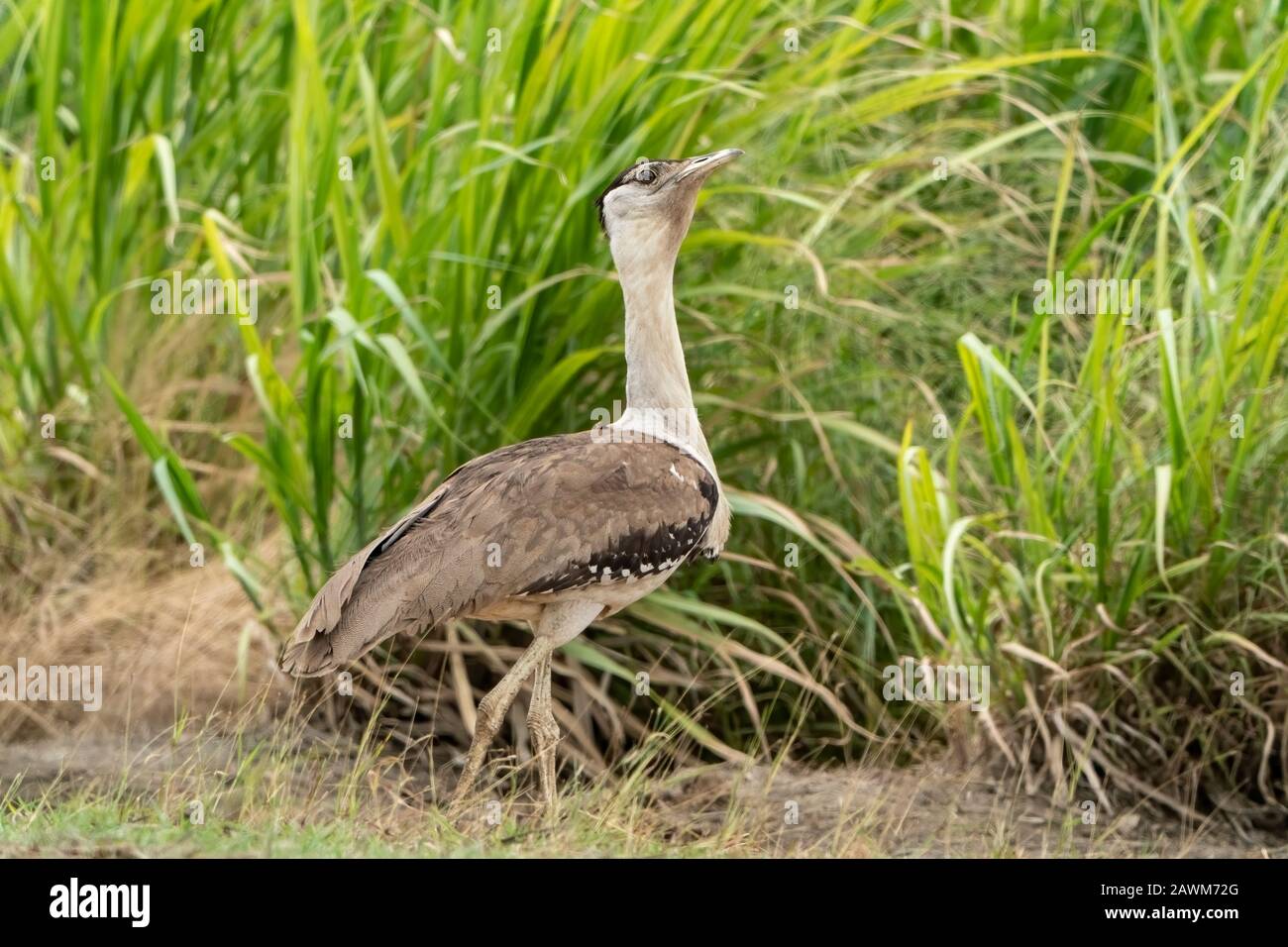 Australian bustard (Ardeotis australis) adult walking on short ...