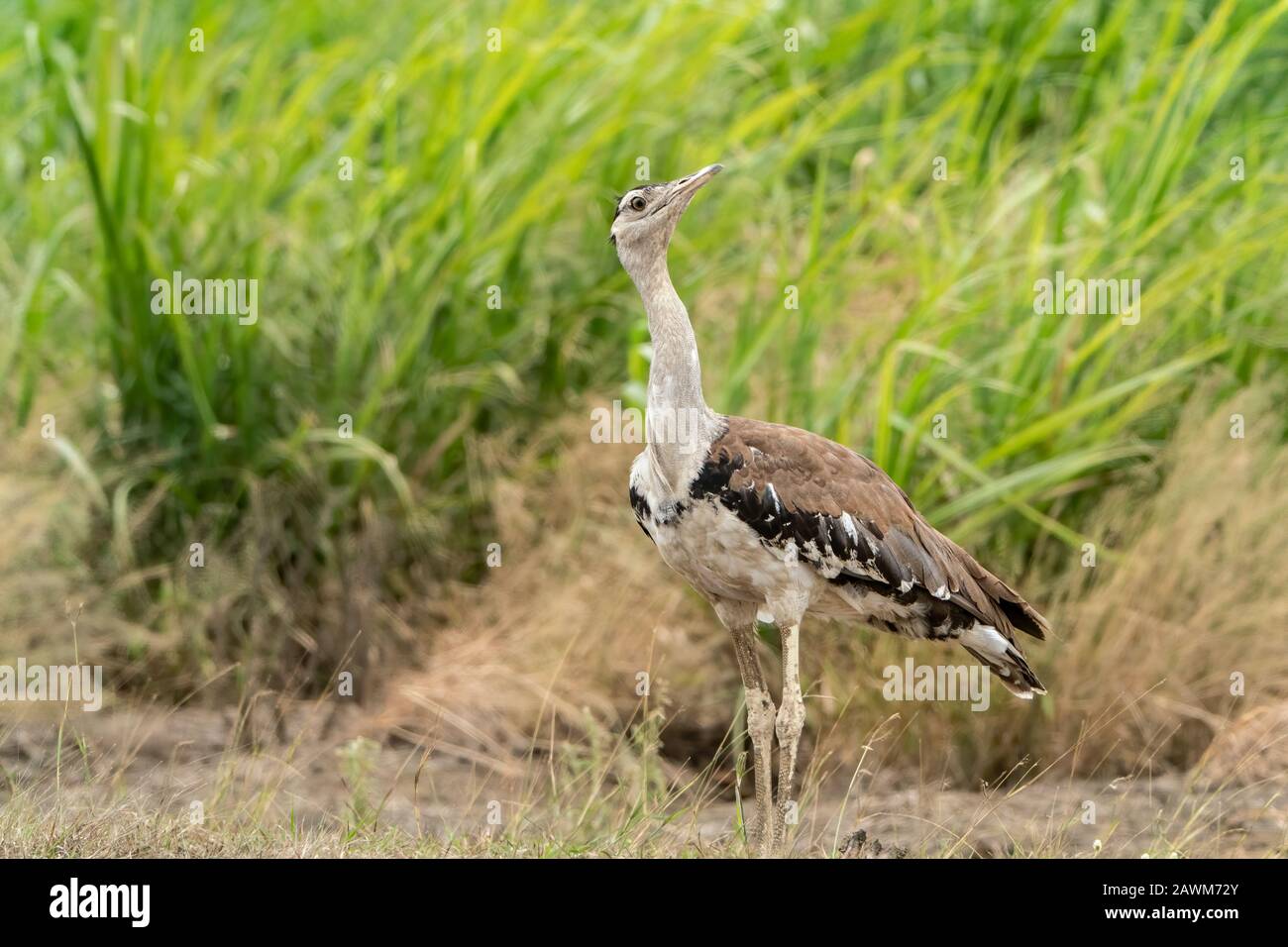 Australian bustard (Ardeotis australis) adult walking on short ...