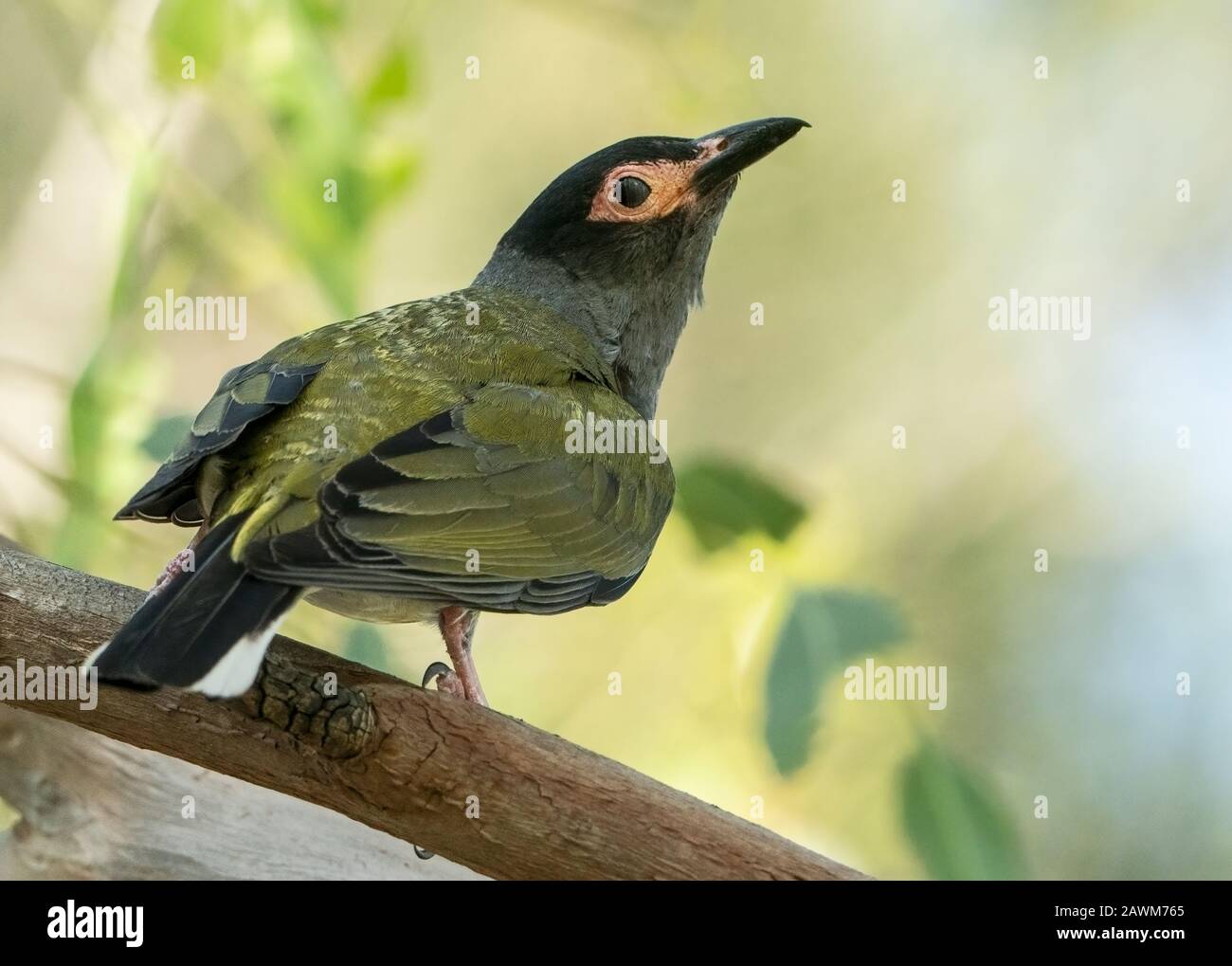 Figbird hi-res stock photography and images - Alamy