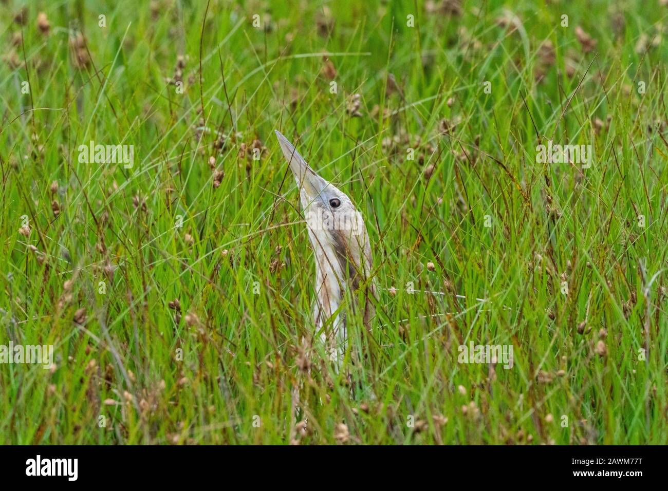 Australasian bittern hi-res stock photography and images - Alamy