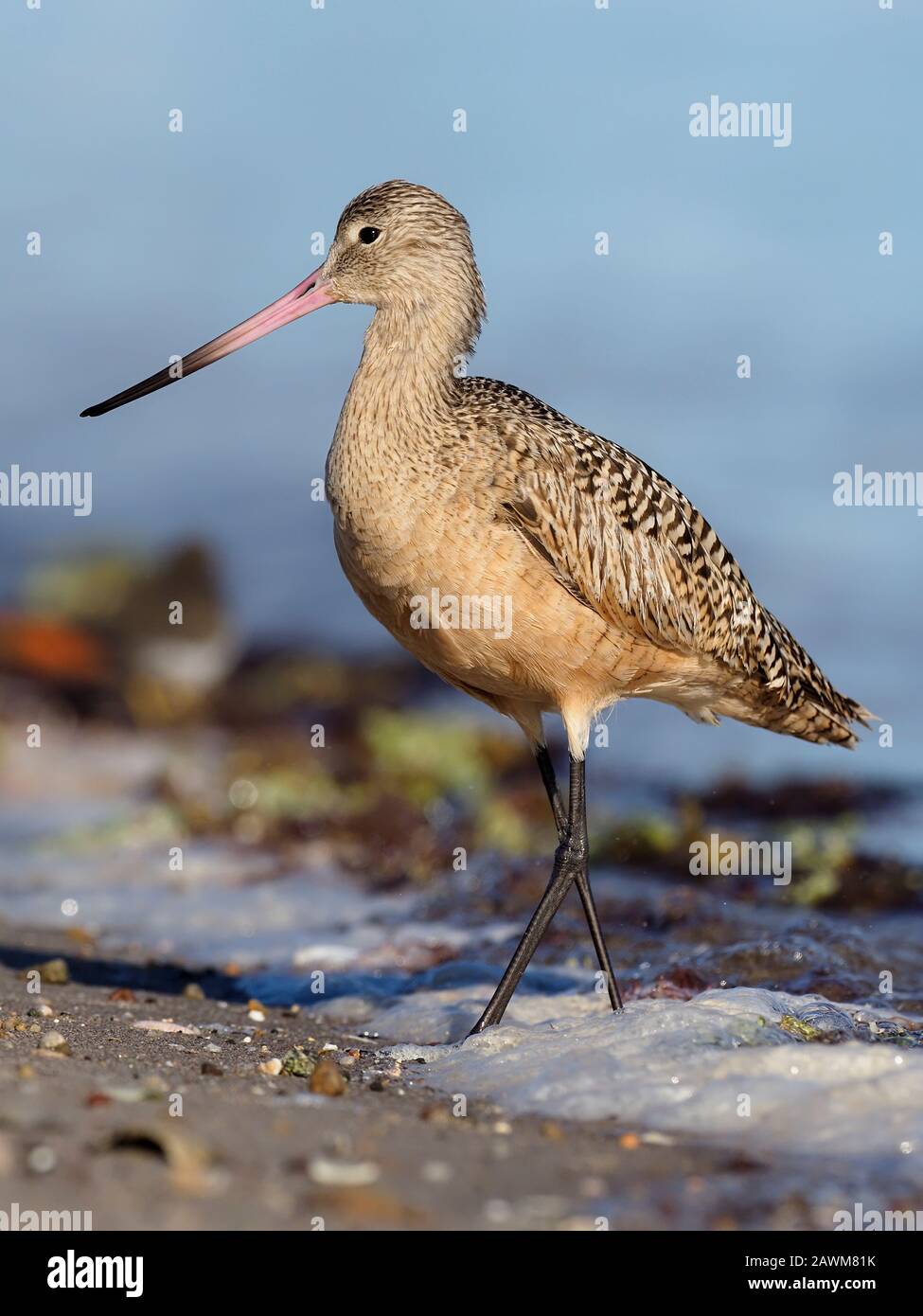 Marbled godwit limosa fedoa hi-res stock photography and images - Alamy