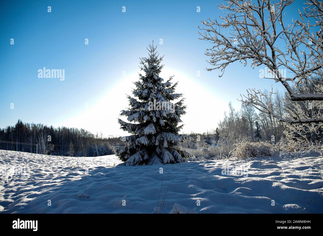 Beautiful tree snowy winter, white snow Stock Photo - Alamy