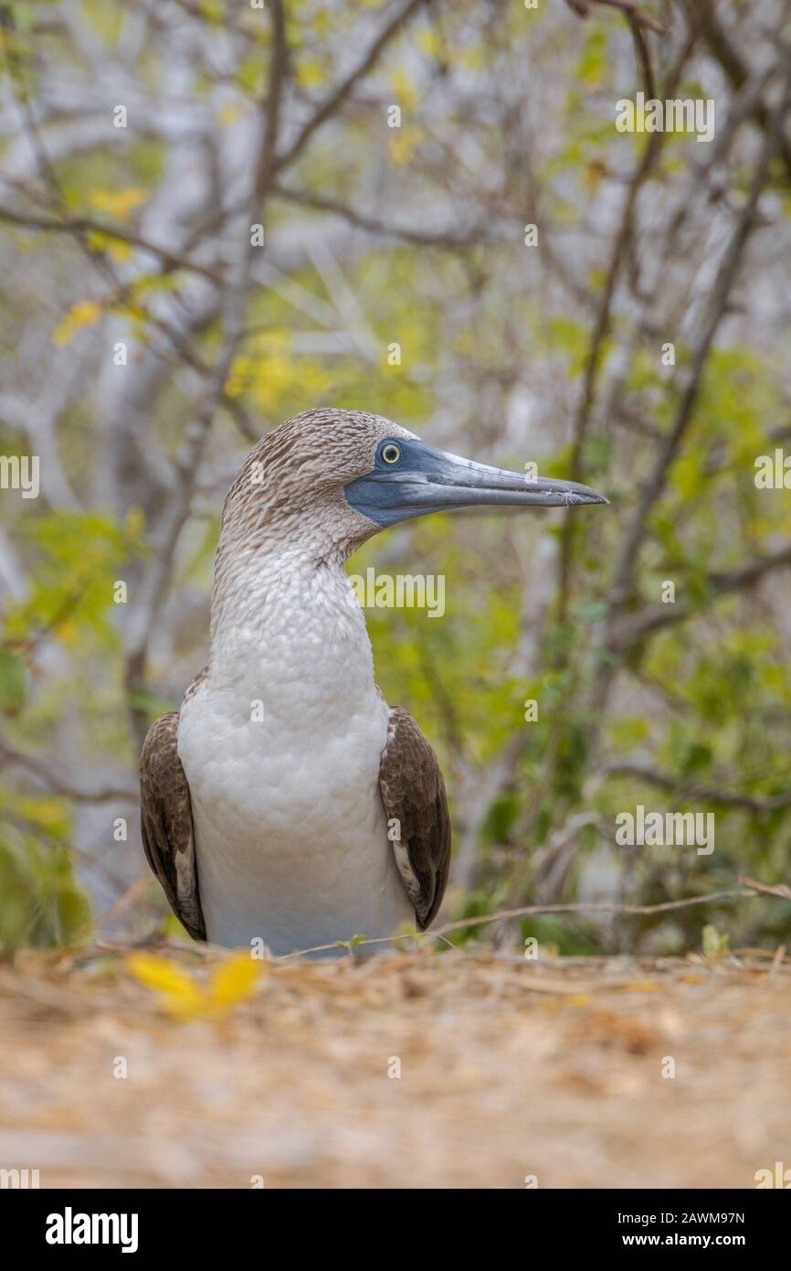 Blue Footed Booby Stock Photo - Alamy