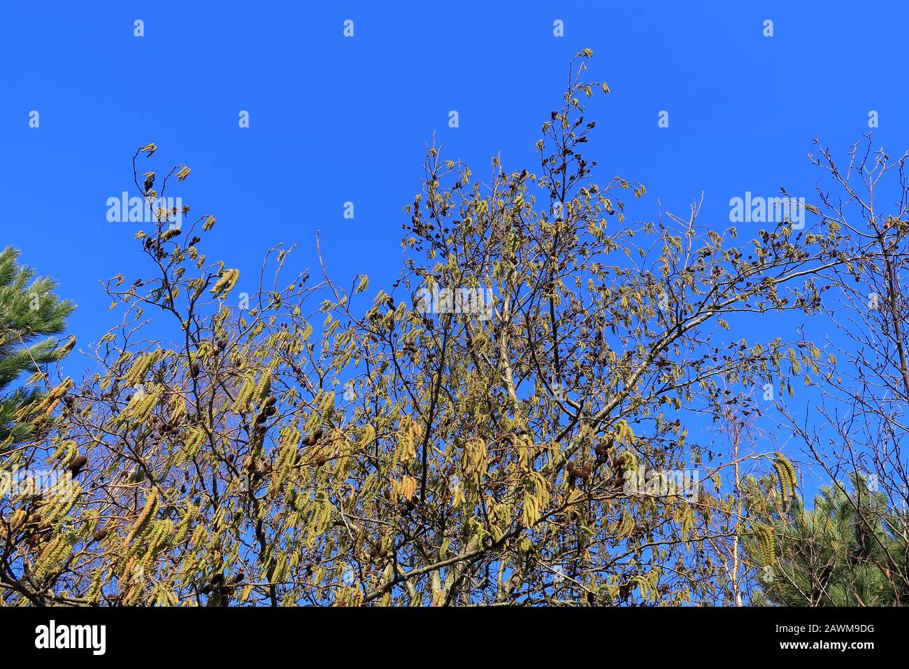 Alder tree seeds hi-res stock photography and images - Alamy