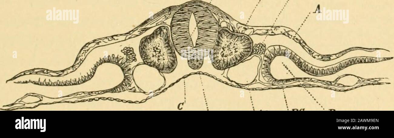 A system of obstetrics . Transverse Section through the Dorsal Region ...