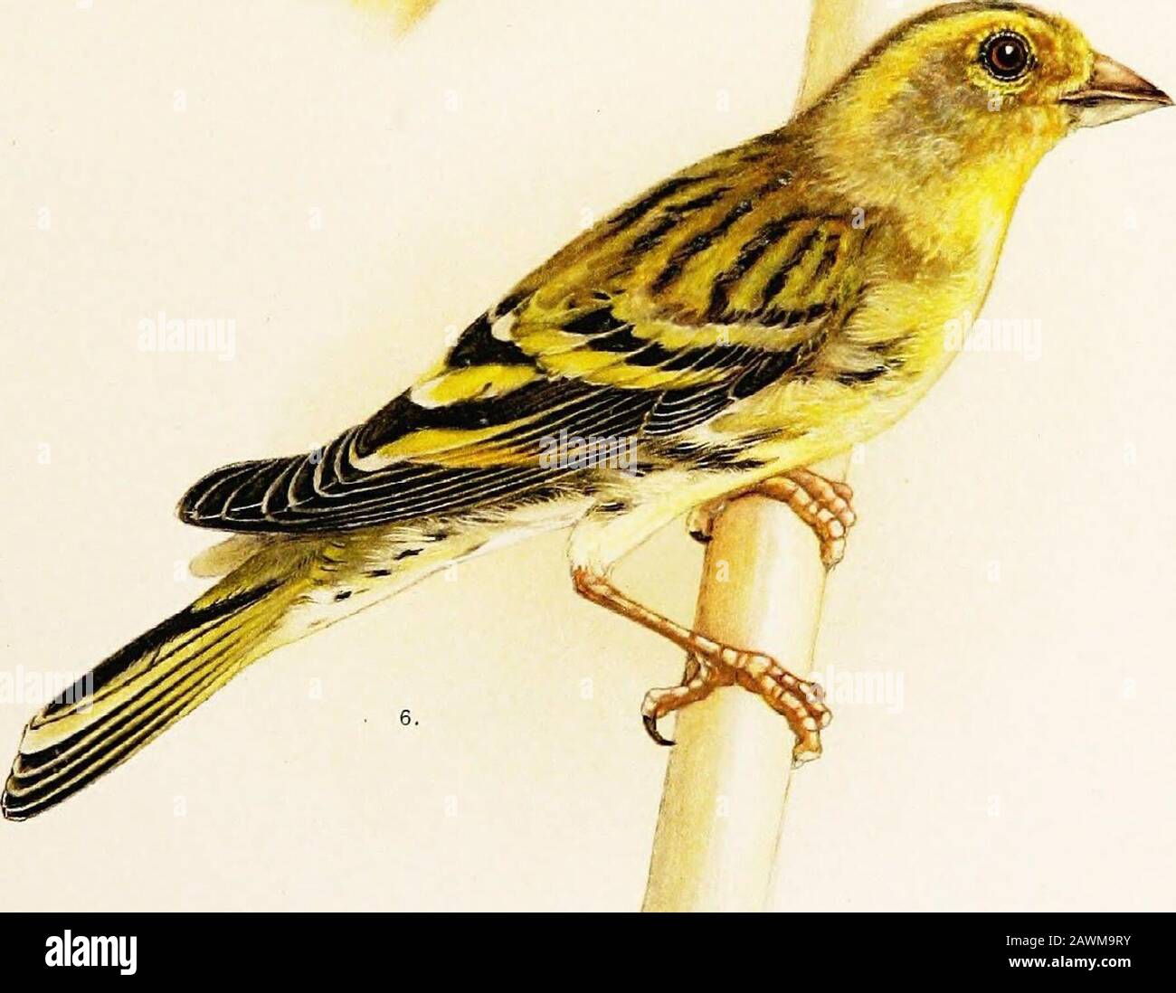 Inheritance in canaries . #. FIG. 5. MOTTLED OFFSPRING OF CANARIES OF ...