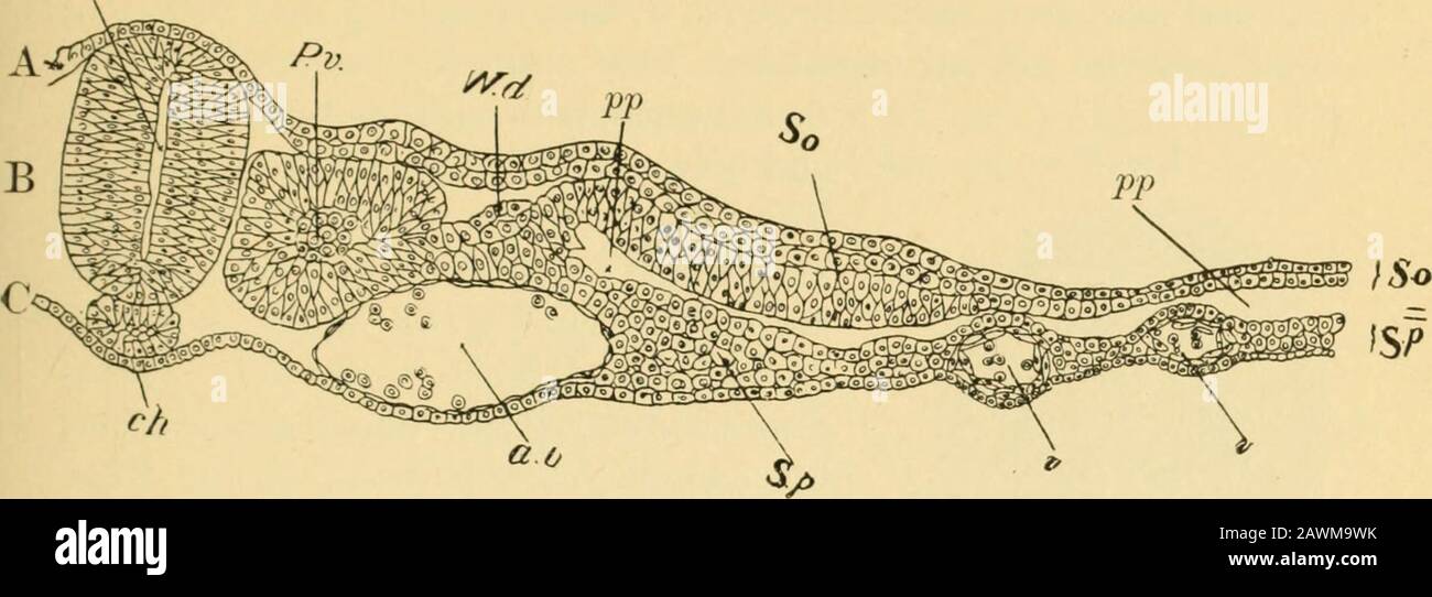 A system of obstetrics . Diagram of a Horizontal Section through ...
