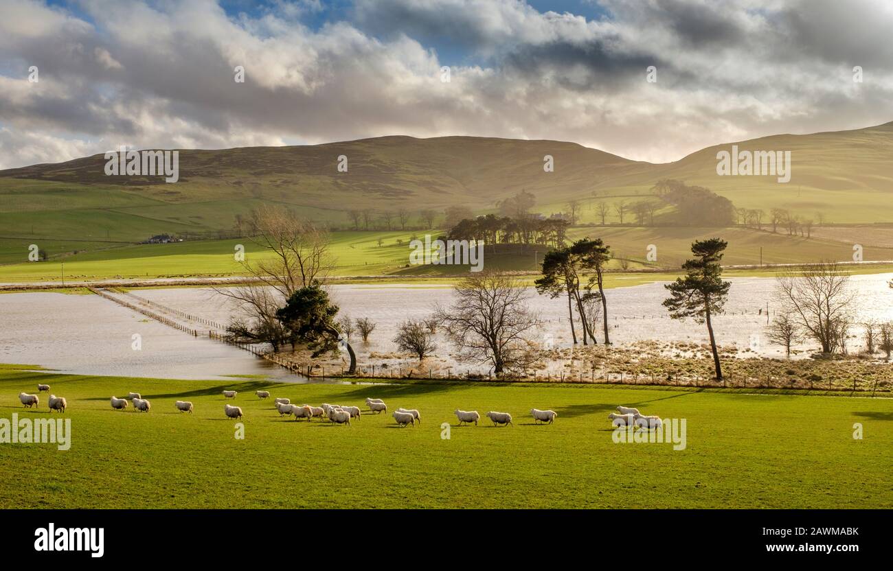 Storm Ciara causes wide spread flooding across agricultural land in the ...