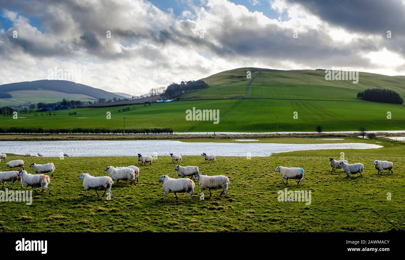 Storm Ciara causes wide spread flooding across agricultural land in the ...