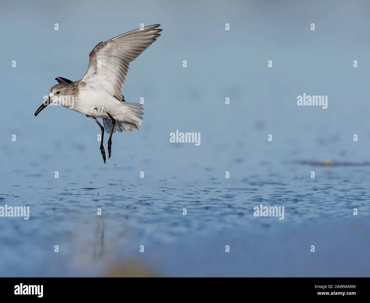 Sanderling, Calidris alba, Birds fighting and displaying, Baja ...