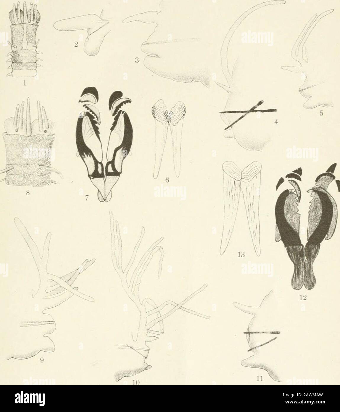 Parapodium hi-res stock photography and images - Alamy